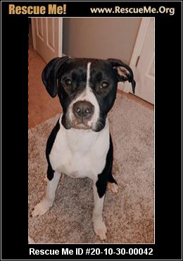 - North Carolina Pit Bull Rescue - ADOPTIONS - Rescue Me!