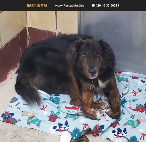 ADOPT 20103000223 ~ Gordon Setter Rescue ~ Olivet, MI