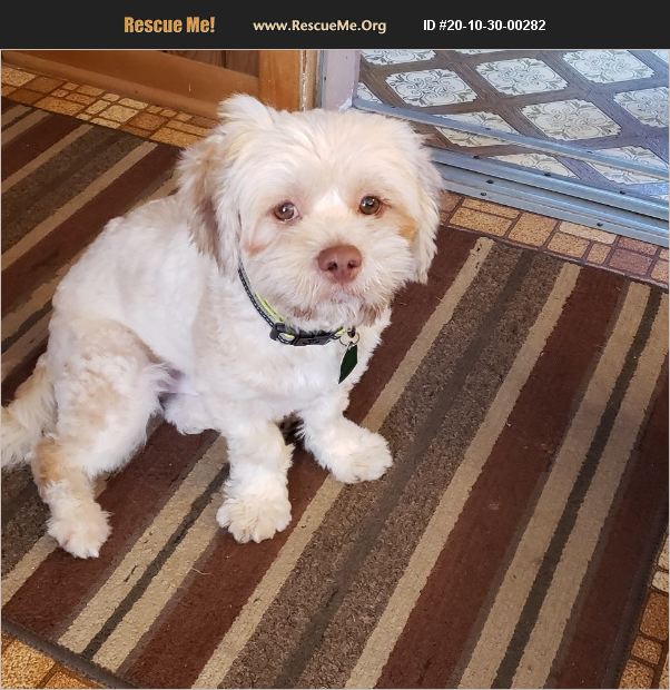 ADOPT 20103000282 ~ Lhasa Apso Rescue ~ Rochester, IN