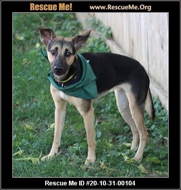 - Indiana German Shepherd Rescue - ADOPTIONS - Rescue Me!