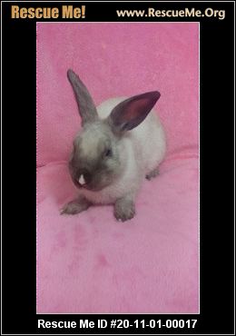 - California Rabbit Rescue - ADOPTIONS - Rescue Me!
