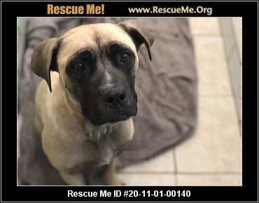 - Colorado Mastiff Rescue - ADOPTIONS - Rescue Me!
