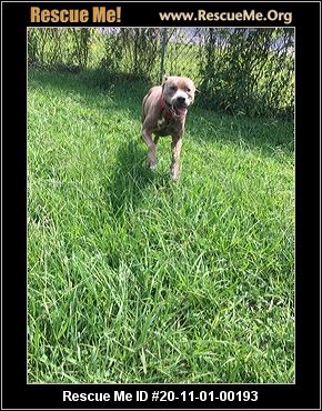 - Tennessee Dog Rescue - ADOPTIONS - Rescue Me!