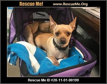 - Virginia Dog Rescue - ADOPTIONS - Rescue Me!