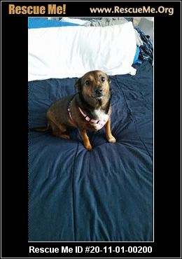 - Arizona Dachshund Rescue - ADOPTIONS - Rescue Me!