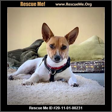 - Virginia Dog Rescue - ADOPTIONS - Rescue Me!