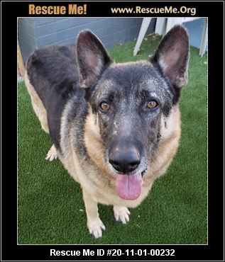 - Oregon Dog Rescue - ADOPTIONS - Rescue Me!