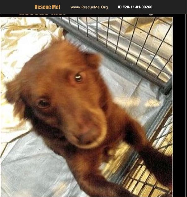 ADOPT 20110100268 ~ Field Spaniel Rescue ~ Thompson Falls, MT