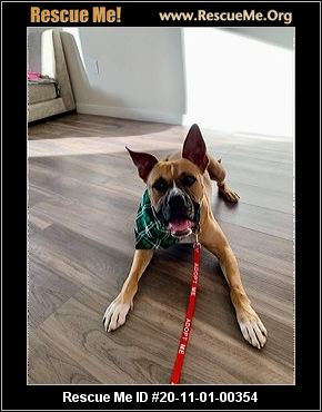 - Florida Boxer Rescue - ADOPTIONS - Rescue Me!