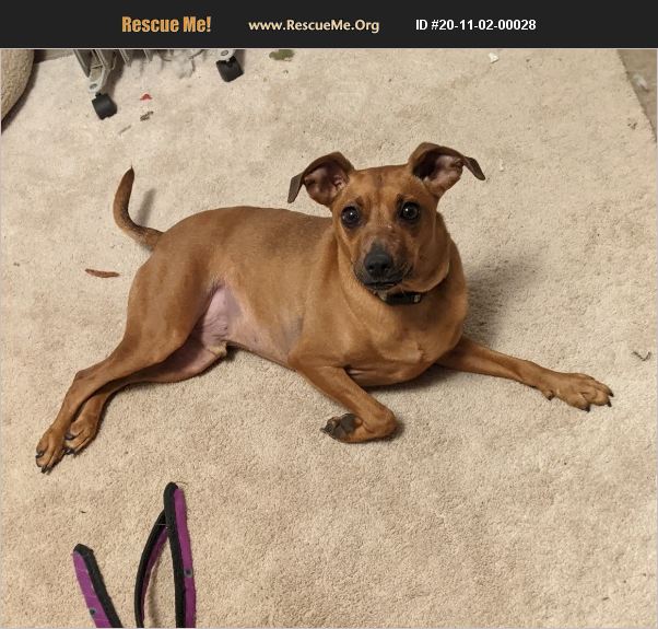 ADOPT 20110200028 ~ Miniature Pinscher Rescue ~ stoneville, NC