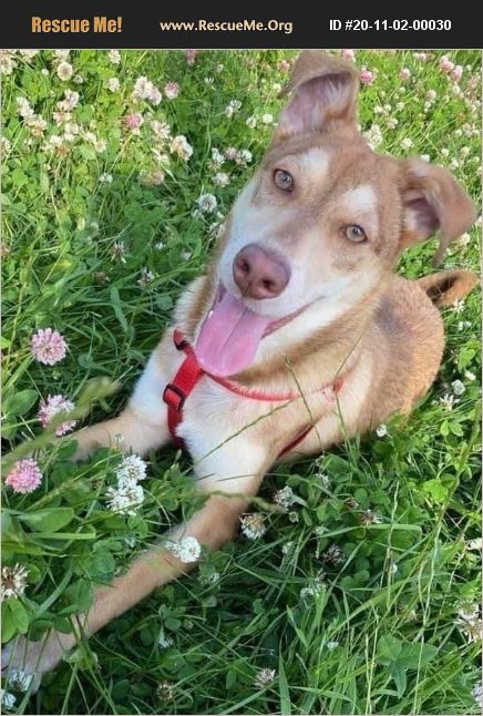 ADOPT 20110200030 ~ Siberian Husky Rescue ~ philadelphia, PA