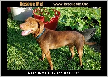 - Tennessee Dog Rescue - ADOPTIONS - Rescue Me!