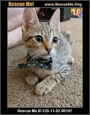 - Arizona Cat Rescue - ADOPTIONS - Rescue Me!