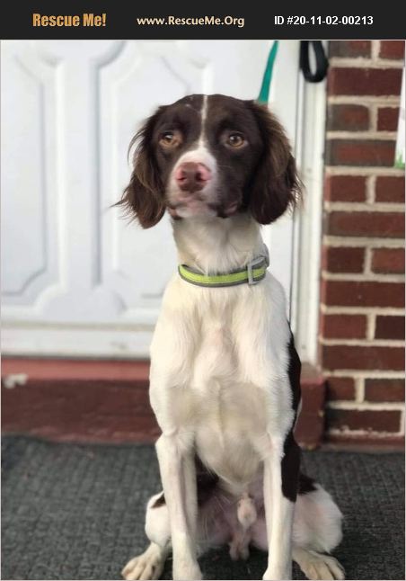 ADOPT 20110200213 ~ English Springer Spaniel Rescue ~ New Oxford, PA