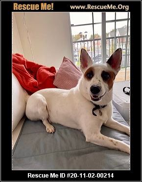 - Virginia Dog Rescue - ADOPTIONS - Rescue Me!