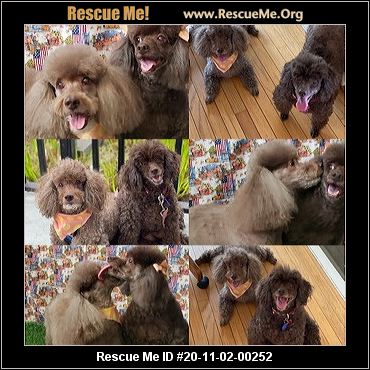 - California Poodle Rescue - ADOPTIONS - Rescue Me!