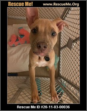 - Texas Pit Bull Rescue - ADOPTIONS - Rescue Me!