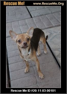 - Arizona Small Dog Rescue - Phoenix, AZ - AVAILABLE PETS