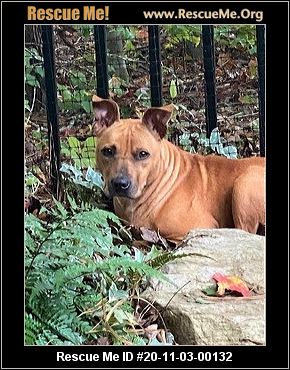 - North Carolina Pit Bull Rescue - ADOPTIONS - Rescue Me!