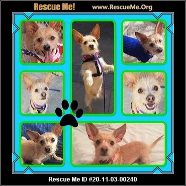 - Arizona Small Dog Rescue - Phoenix, AZ - AVAILABLE PETS