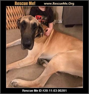 - Texas Great Dane Rescue - ADOPTIONS - Rescue Me!