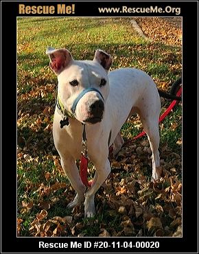 - Minnesota Dog Rescue - ADOPTIONS - Rescue Me!