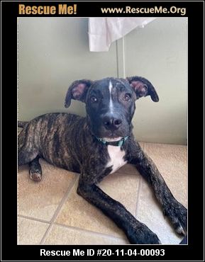 - Florida Boxer Rescue - ADOPTIONS - Rescue Me!