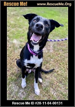 - Florida Border Collie Rescue - ADOPTIONS - Rescue Me!