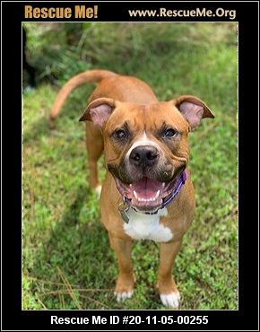 - Florida Boxer Rescue - ADOPTIONS - Rescue Me!