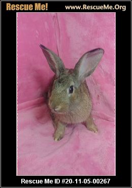 - California Rabbit Rescue - ADOPTIONS - Rescue Me!
