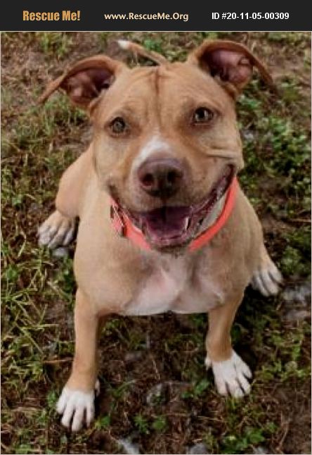 ADOPT 20110500309 ~ Pit Bull Rescue ~ Inverness, FL