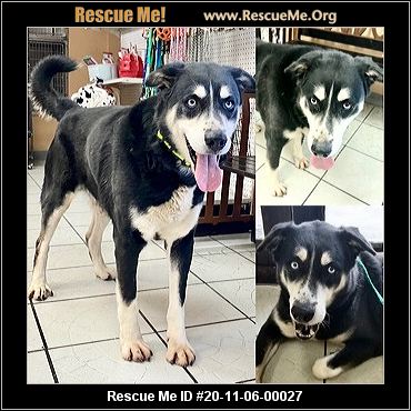 - California Lab Rescue - ADOPTIONS - Rescue Me!