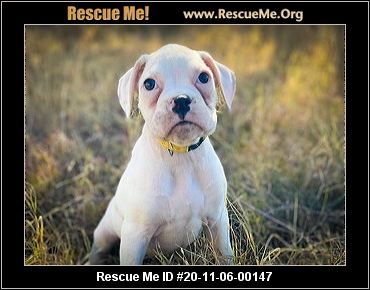 - Texas Mutt Rescue - ADOPTIONS - Rescue Me!