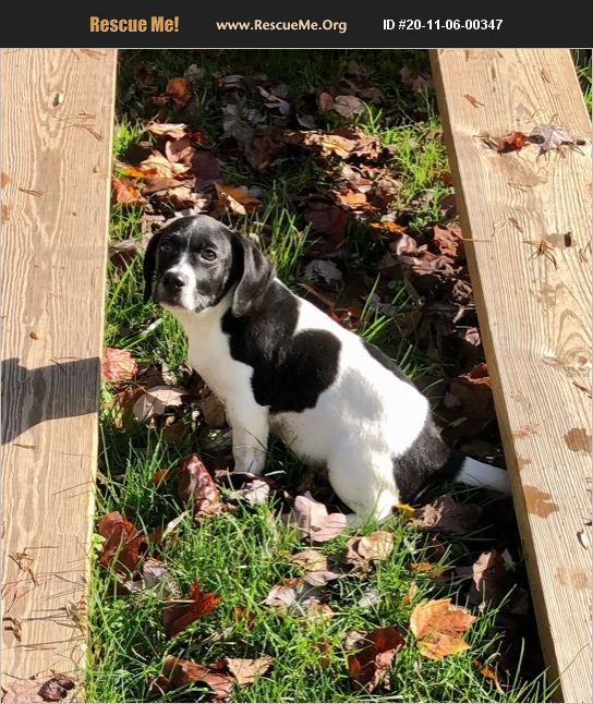 ADOPT 20110600347 ~ English Springer Spaniel Rescue ~ New Tripoli, PA