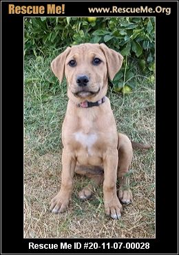 - RUFF Rescue Tucson, Inc. - Tucson, AZ - AVAILABLE PETS