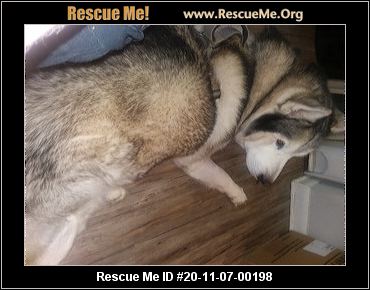 - Tennessee Mutt Rescue - ADOPTIONS - Rescue Me!