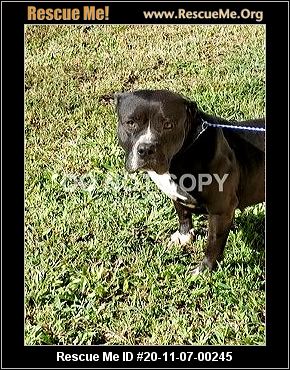 - North Carolina Pit Bull Rescue - ADOPTIONS - Rescue Me!