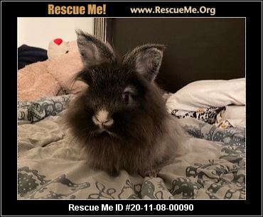 - Illinois Rabbit Rescue - ADOPTIONS - Rescue Me!