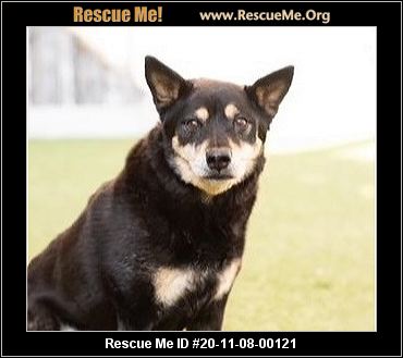 - Texas Mutt Rescue - ADOPTIONS - Rescue Me!