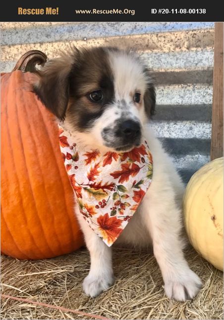 ADOPT 20110800138 ~ Saint Bernard Rescue ~ San Antonio, TX