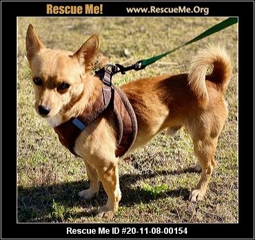 - Texas Mutt Rescue - ADOPTIONS - Rescue Me!