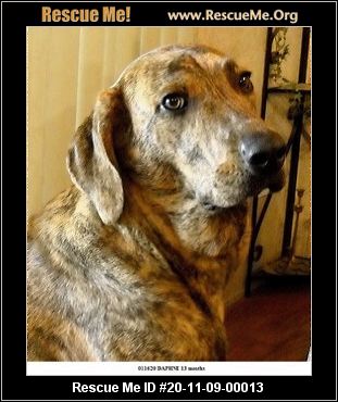 - Florida Black Mouth Cur Rescue - ADOPTIONS - Rescue Me!
