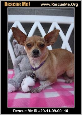 - Arizona Small Dog Rescue - Phoenix, AZ - AVAILABLE PETS