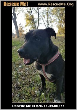 - Tennessee Dog Rescue - ADOPTIONS - Rescue Me!