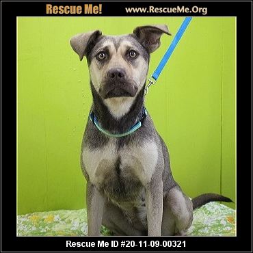 - Pennsylvania Mutt Rescue - ADOPTIONS - Rescue Me!