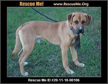 - Tennessee Dog Rescue - ADOPTIONS - Rescue Me!