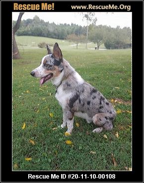 - Tennessee Dog Rescue - ADOPTIONS - Rescue Me!