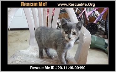 - Michigan Cat Rescue - ADOPTIONS - Rescue Me!