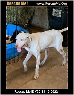 - FLORIDA POINTER RESCUE - New Smyrna Beach, FL - AVAILABLE PETS