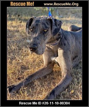 - Texas Great Dane Rescue - ADOPTIONS - Rescue Me!